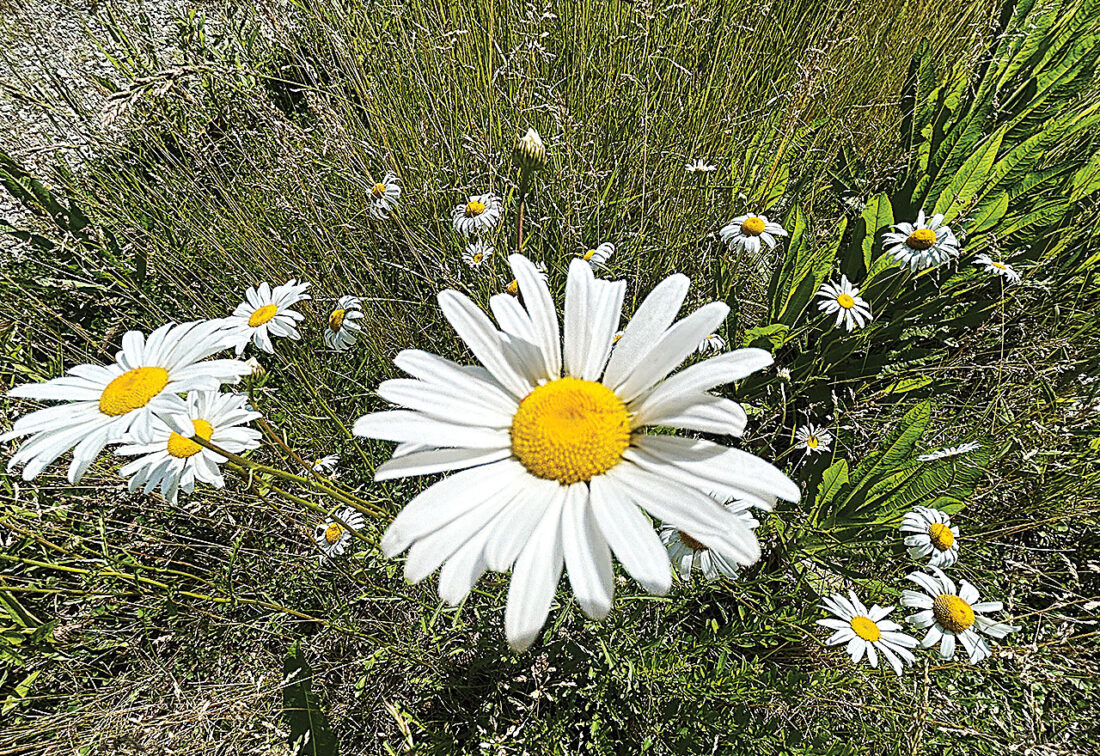 Picture This: Roadside Bouquet | News, Sports, Jobs - News and Sentinel